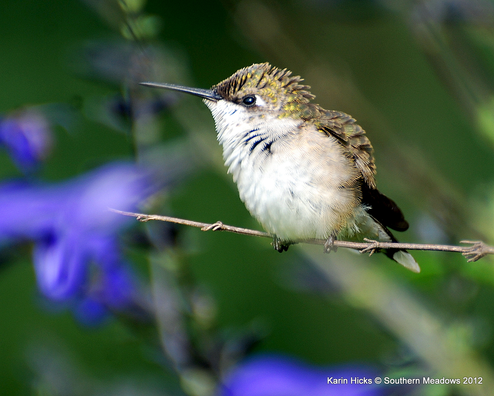 Hummingbird Migration Season