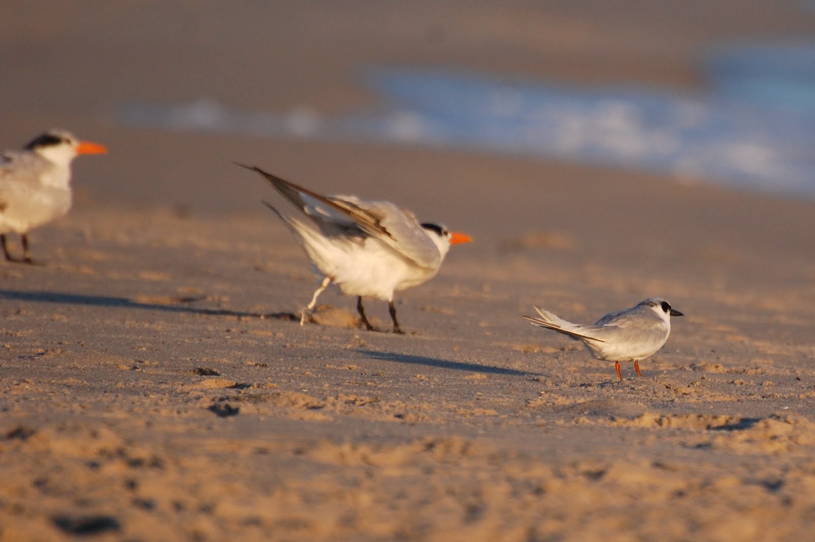 Urban Wildlife Guide: Bird droppings...