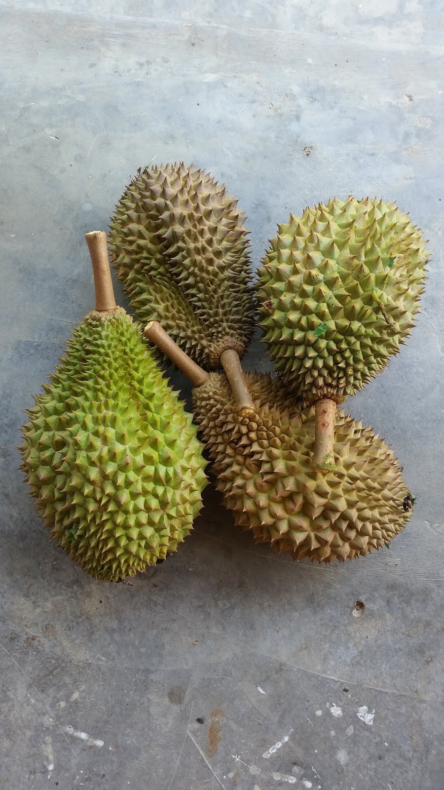 Warisan Petani: Buah Durian Tembaga