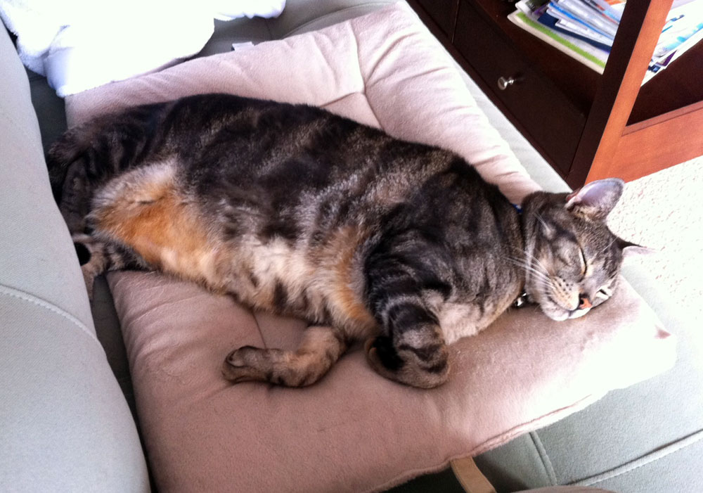 Your Daily Cute: Two Cats Tuesday: The Difference Between Pimp and Moo