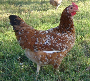 Aloha Chickens: Let's Get Hatching! (Again)