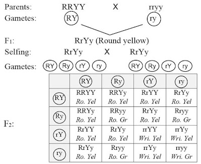 Principles of Inheritance and Variation - Notes | Class 12 | Part 3 ...