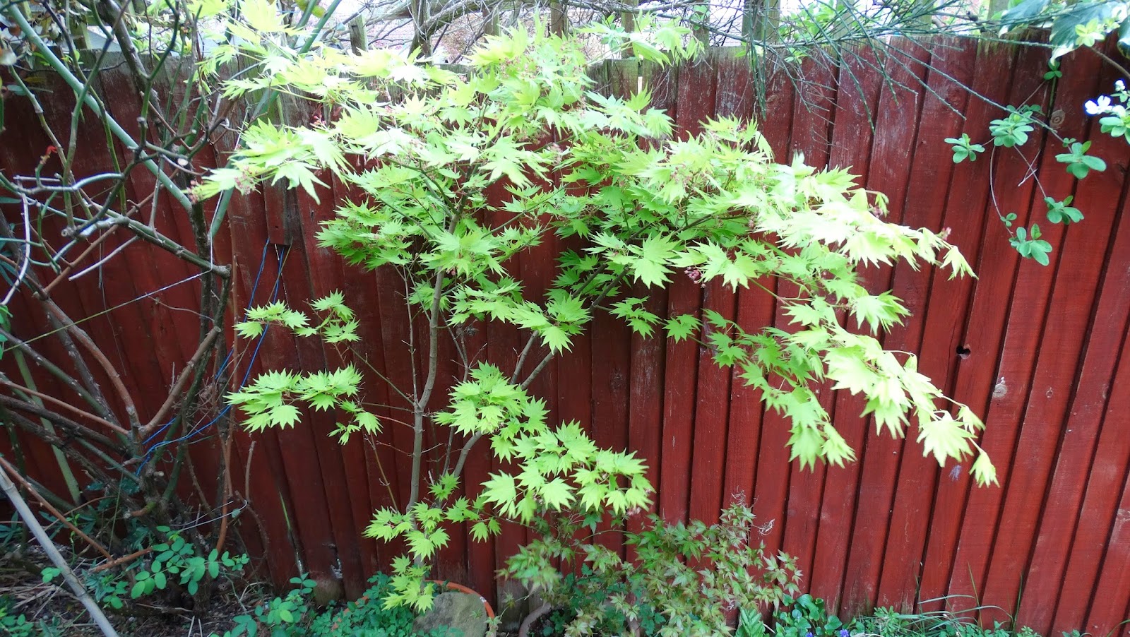 Japanese Maple Trees: JAPANESE MAPLE - ACER SHIRASAWANUM JORDAN