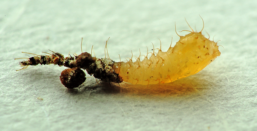 JJ's Photographic nature blog: Jeez Sheila, give them punkies the old ...