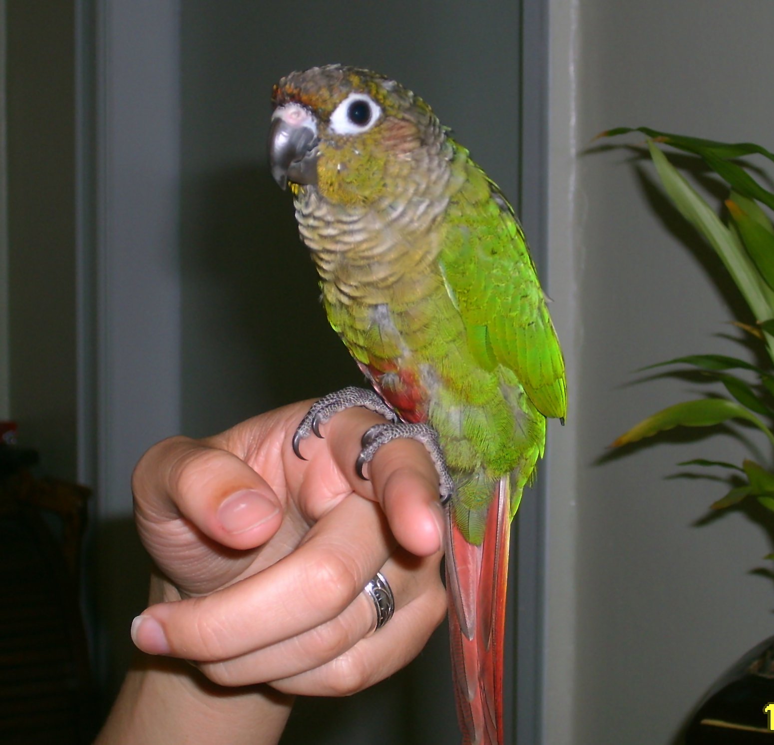 List 104+ Pictures Pictures Of Green Cheek Conures Updated