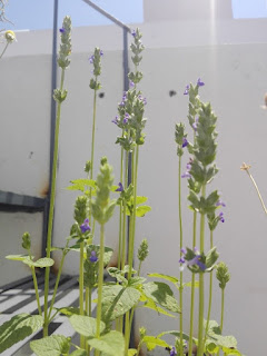 Como sembrar Chía en casa