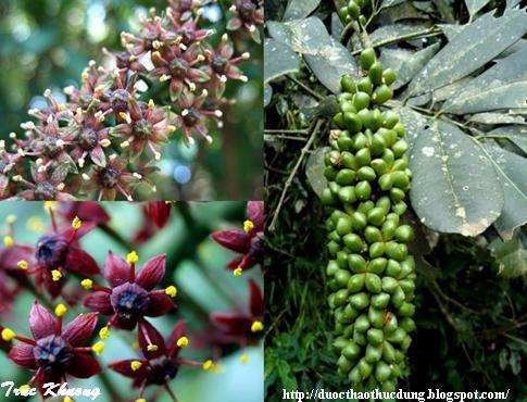 Vuon Duoc Thao: Gai Ấn - Jaborandi