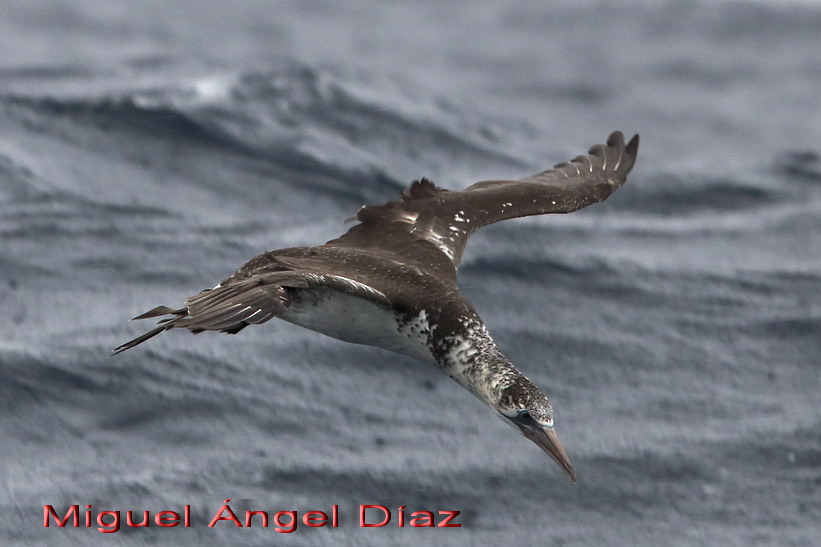Cuaderno de Campo: Alcatraz común (Morus bassanus)