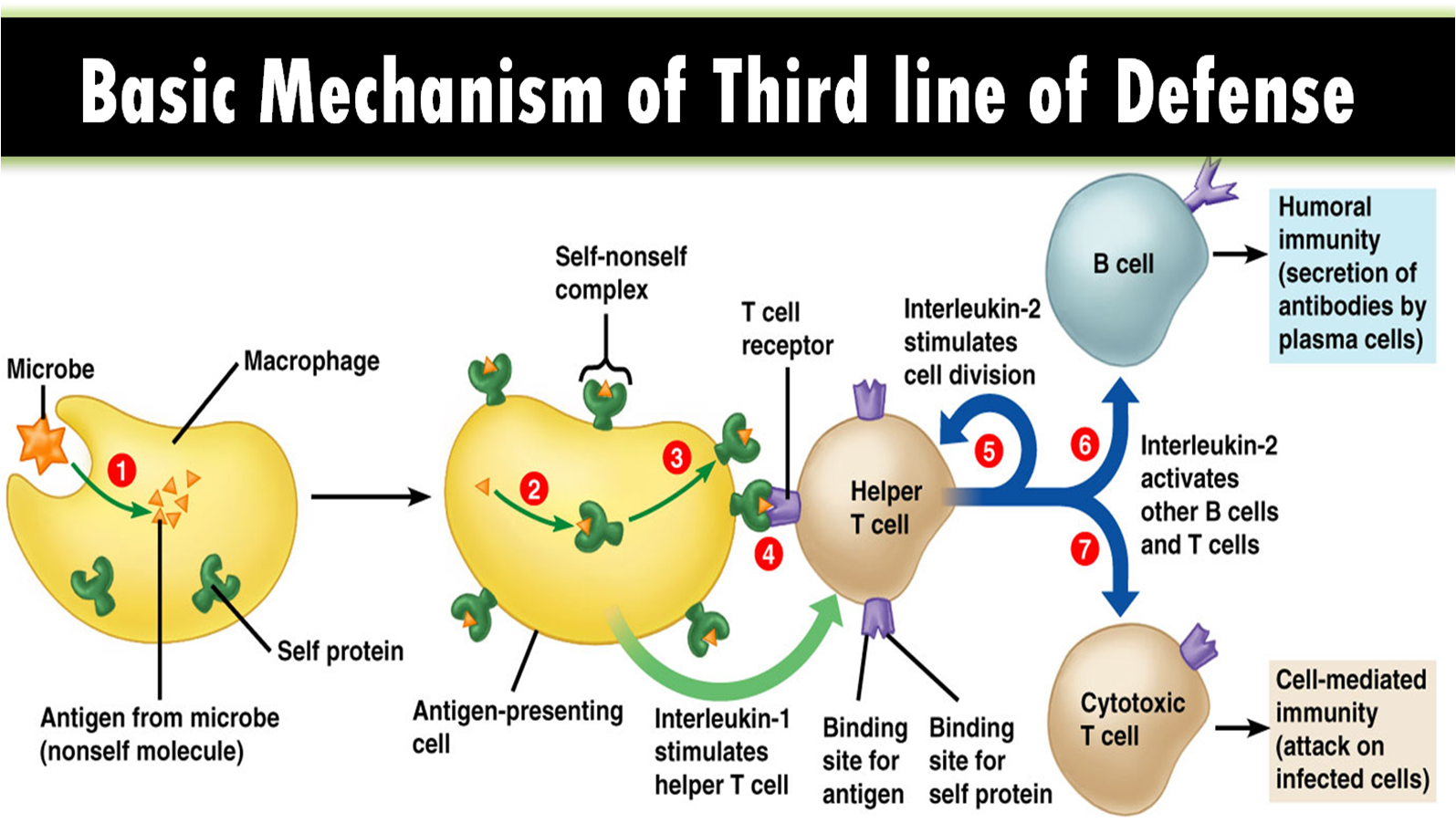 Multiple Choice on Third line of defense of the Immune system