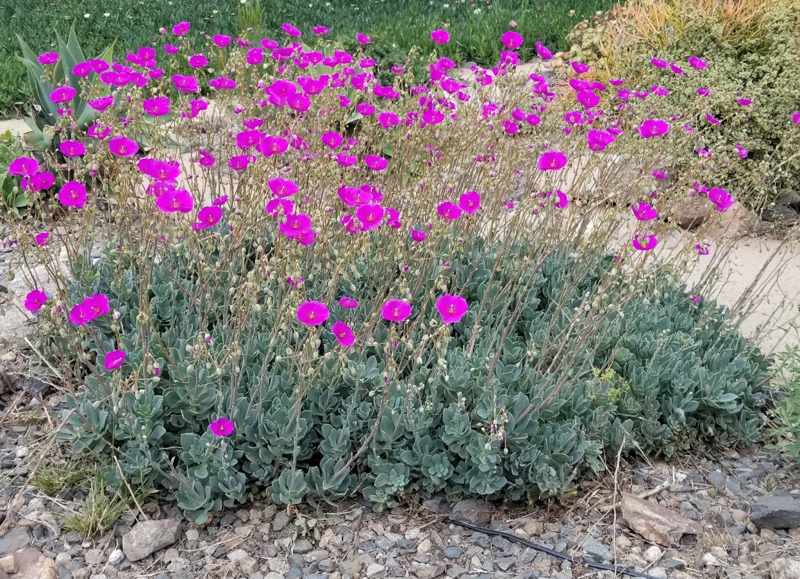 The 2 Minute Gardener: Photo - Rock Purslane (Calandrinia sp.)