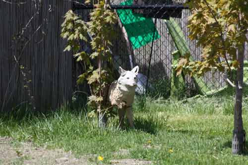 Life Is Better On Vacation: Scenic Safari