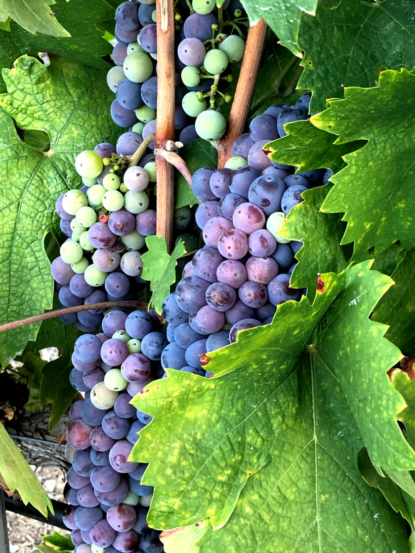 Tamera Beardsley: Wine Country Getaway ... One Dress 4 Ways