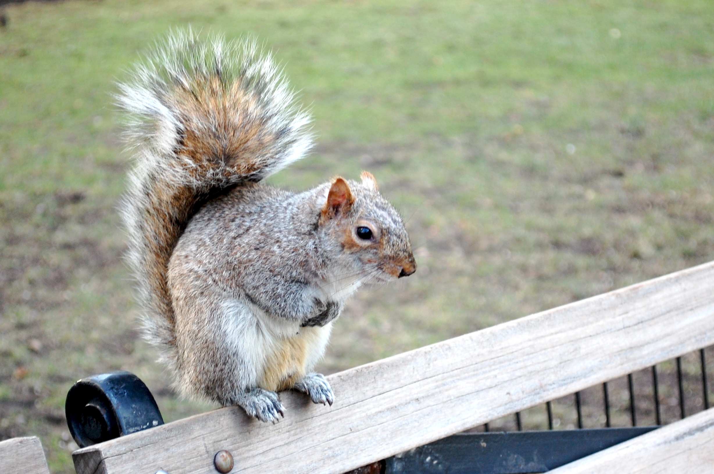 Urban Wildlife Guide: An Unusual Squirrel