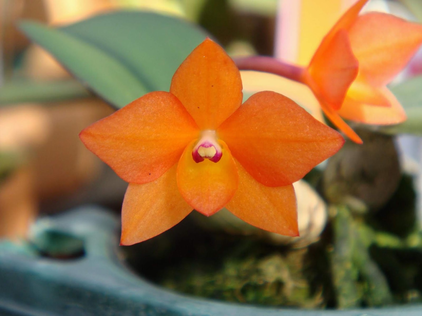 Cattleya cernua orchid plant care and culture | Travaldo's blog