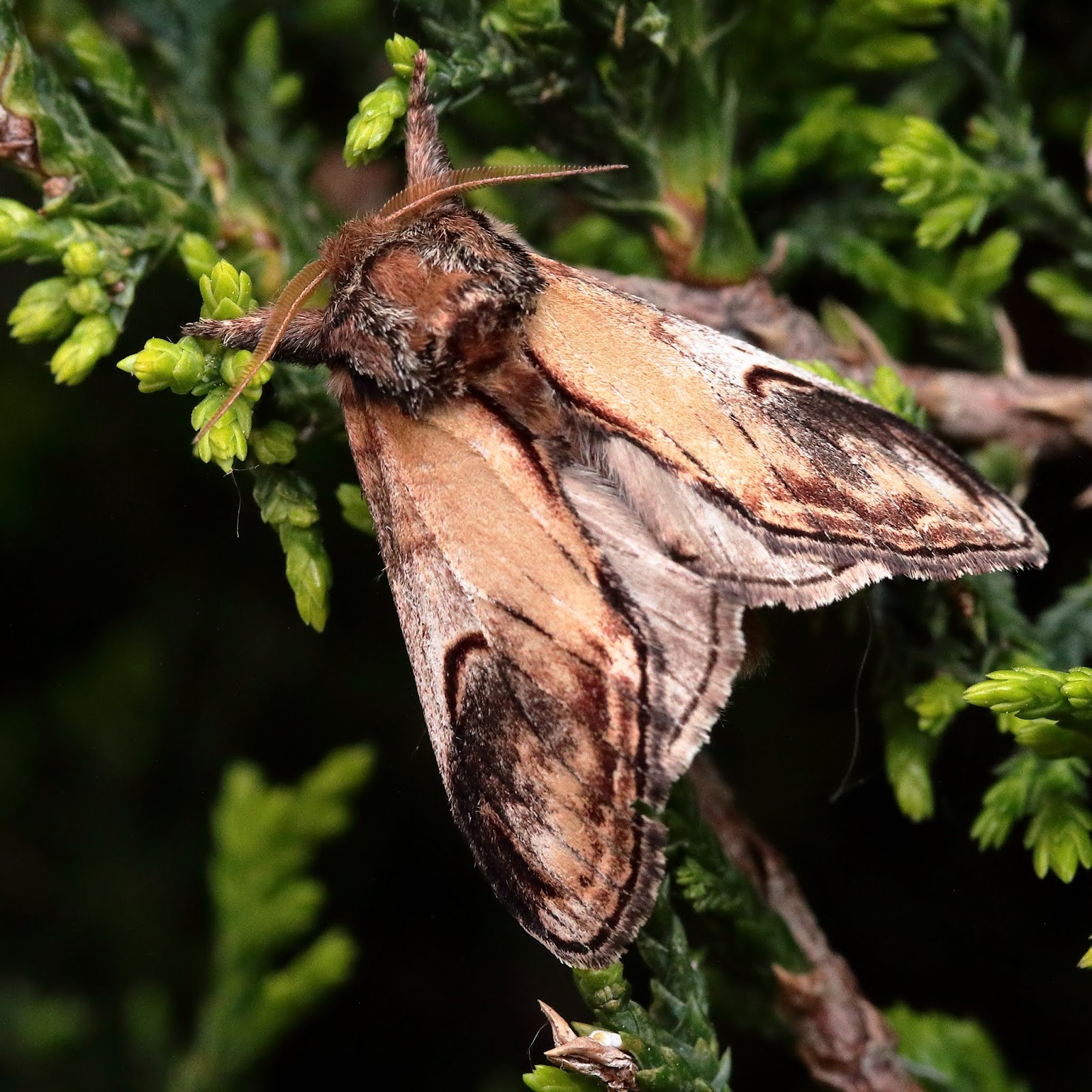 Butterflies, Dragonflies, Moths & other Insects: Pebble Prominent Moth