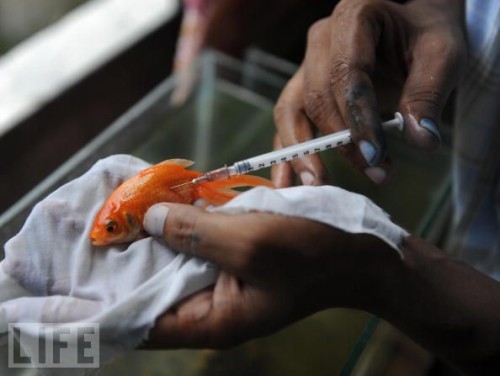 Cara Merawat Ikan yang Sakit | INSPIRATOR