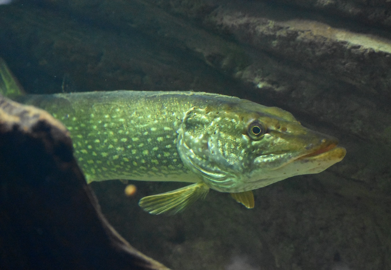 ZOOTOGRAFIANDO (MI COLECCIÓN DE FOTOS DE ANIMALES): LUCIO EUROPEO ...