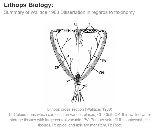 Growing Lithops: Habitat