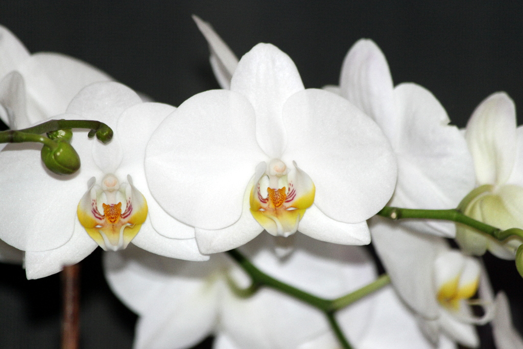 se-cret-blognotes: Orhideea albă.