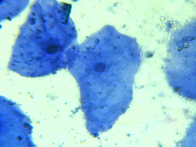 CIENCIAS JPL: CÉLULAS EPITELIO BUCAL