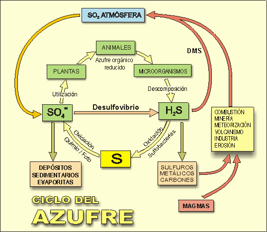 Ecologia: Ciclo del azufre