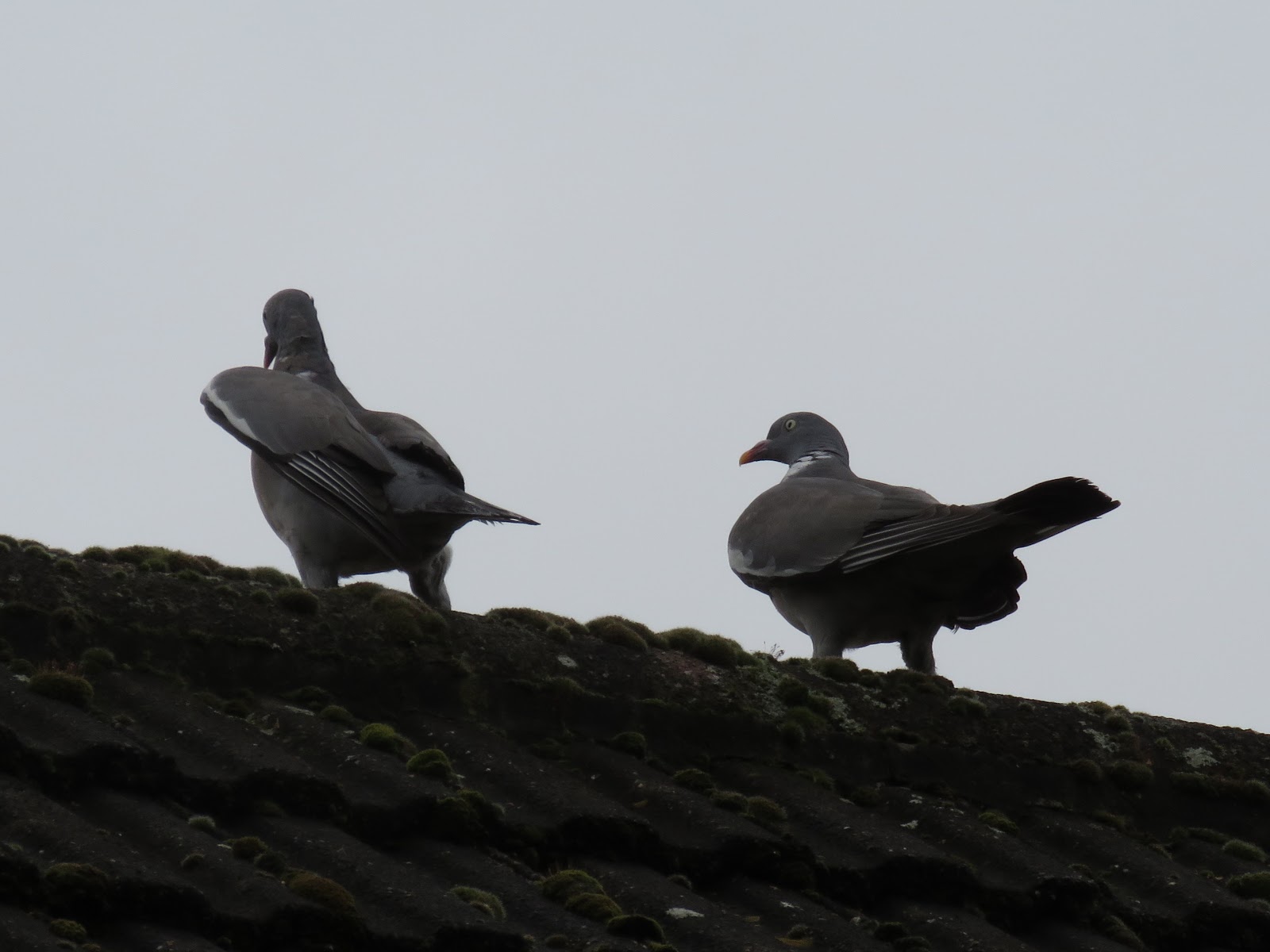 The Rattling Crow: Woodpigeons calls and displays