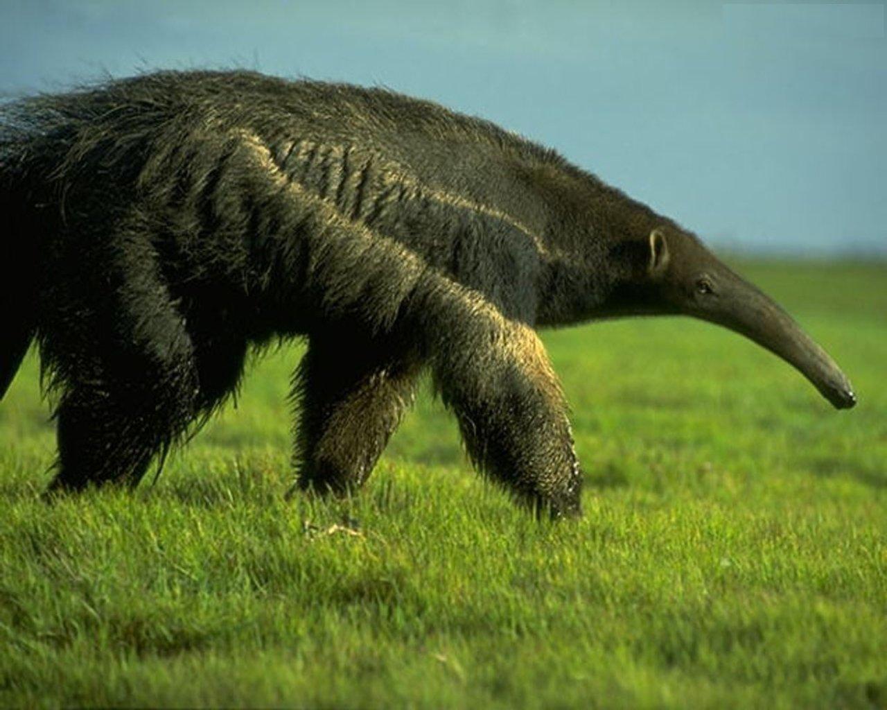 Welcome To Fun2shh World: Latest Anteater Animal Wallpapers Download ...