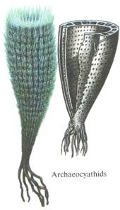 Archaeocyathids ~ Historia geológica de la tierra con Arturo ANONYMOUS