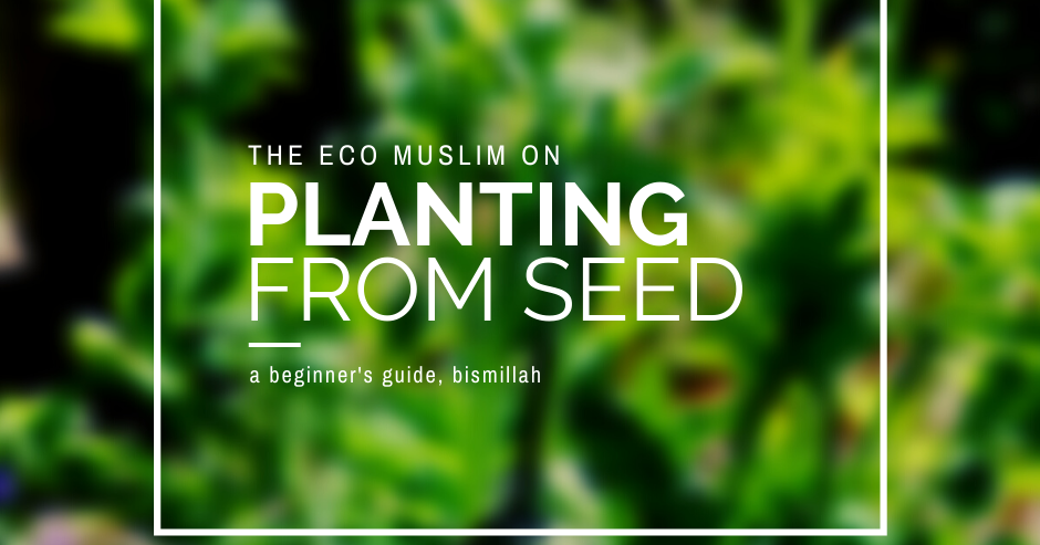 EcoMuslim Guide To Planting From Seed - Indoors | @TheEcoMuslim