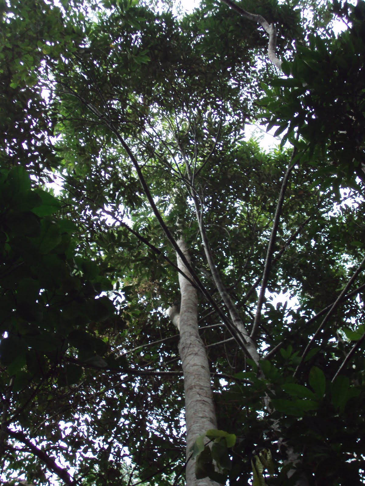 Biodiversidad y Cultura Amazónica: ÁRBOL DE COPAL (Protium glaucum)