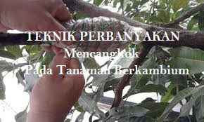 Cara mencangkok tanaman dengan mudah - talitashare.com