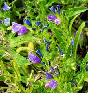 The Cheltenham Garden Log: Echium vulgare Dwarf Hybrids