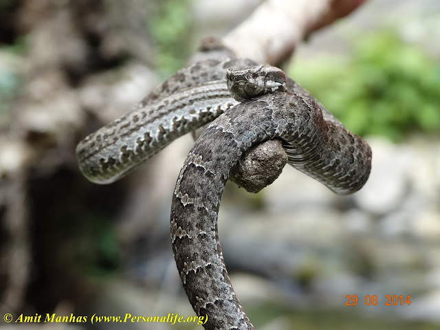 Himalayan pit viper | Gloydius himalayanus, Günther (1864) | PerSonaLife