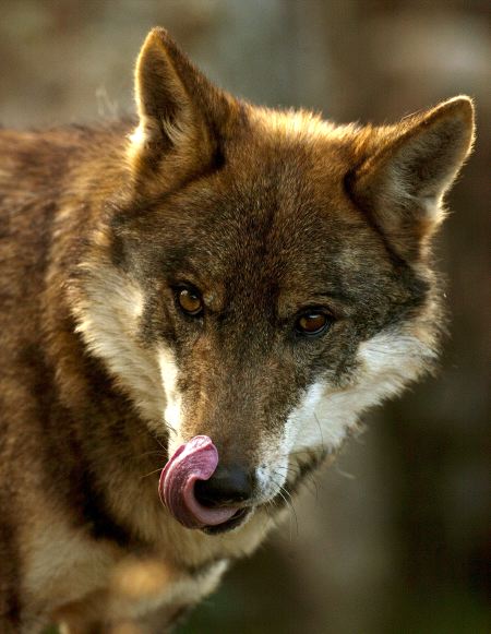 El Lobo Ibérico: El Lobo Ibérico En Salamanca