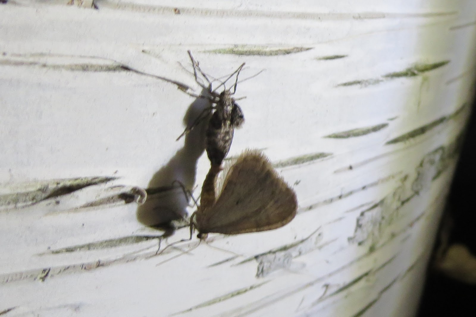 Maynard Life Outdoors and Hidden History of Maynard: Winter Moth ...