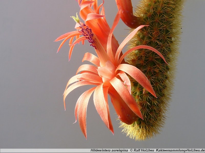 Kaktusowo ;): HILDEWINTERA AUREISPINA