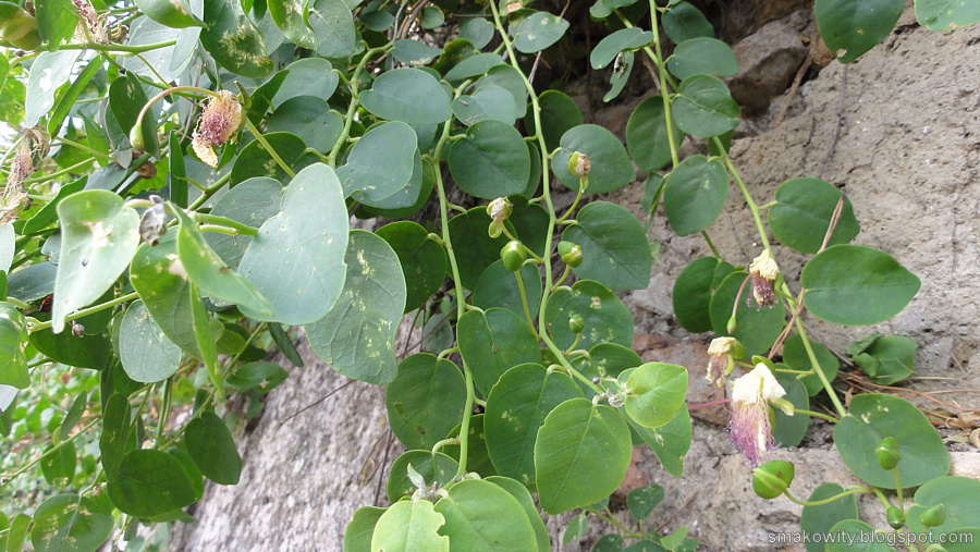 Kapary - Smakowity blog