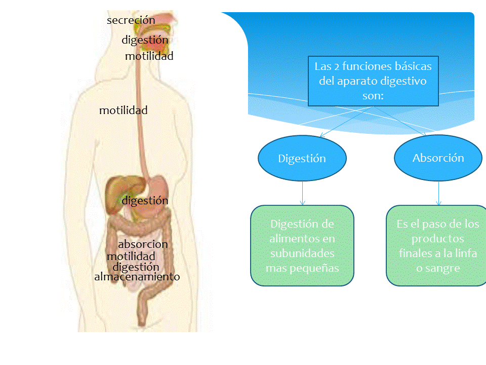 MI BLOG DE FISIOLOGIA: FISIOLOGIA DIGESTIVA: INTRODUCCIÓN