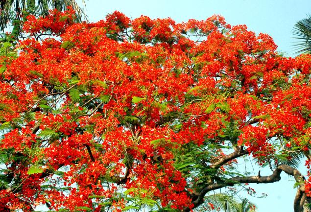 Kolar Gold Fields - NOSTALGIA: MAY FLOWERS IN KGF