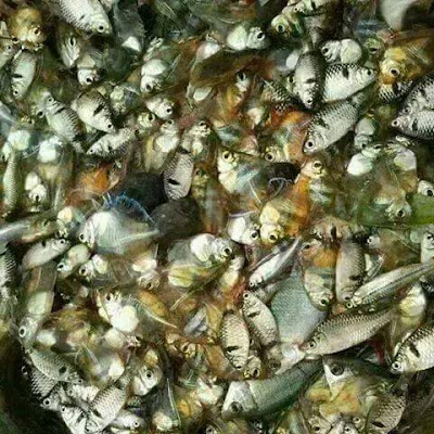 Popular Fishes In Odisha - Odia Khana Khazana | Odisha Recipes | Odisha ...