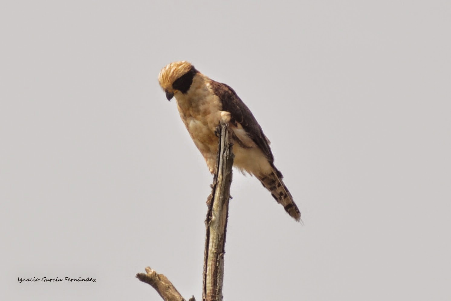 Aves de la región de Huatusco: HALCÓN GUACO (Laughing Falcon)