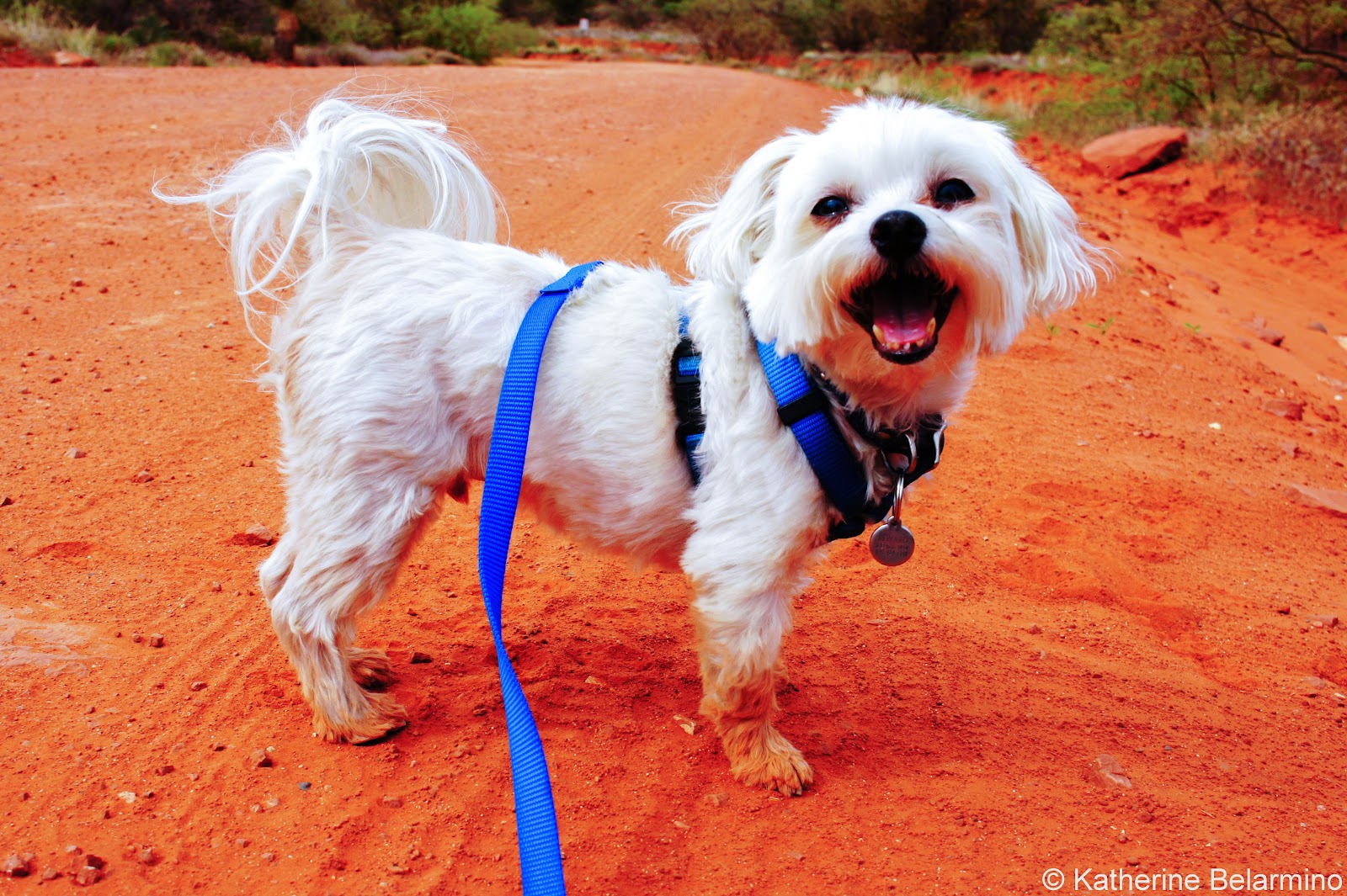 Pet-Friendly Vacations: 10 Tips for Traveling with Dogs | Travel the World