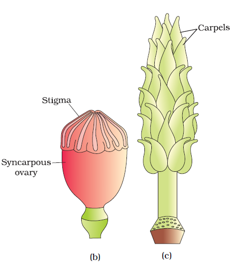 Biology notes for class 12: Biology Notes For Class 12 | Chapter 2 ...