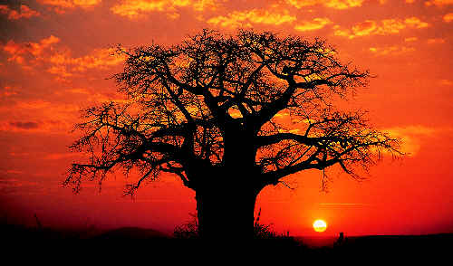 5 ALIVE IN KENYA: The Legend Of The Baobab
