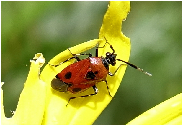 Le blog de la Coudoulière: Les insectes de Juin 2021
