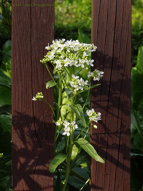 Chwile zaChwycone: Warzęcha, chrzan pospolity