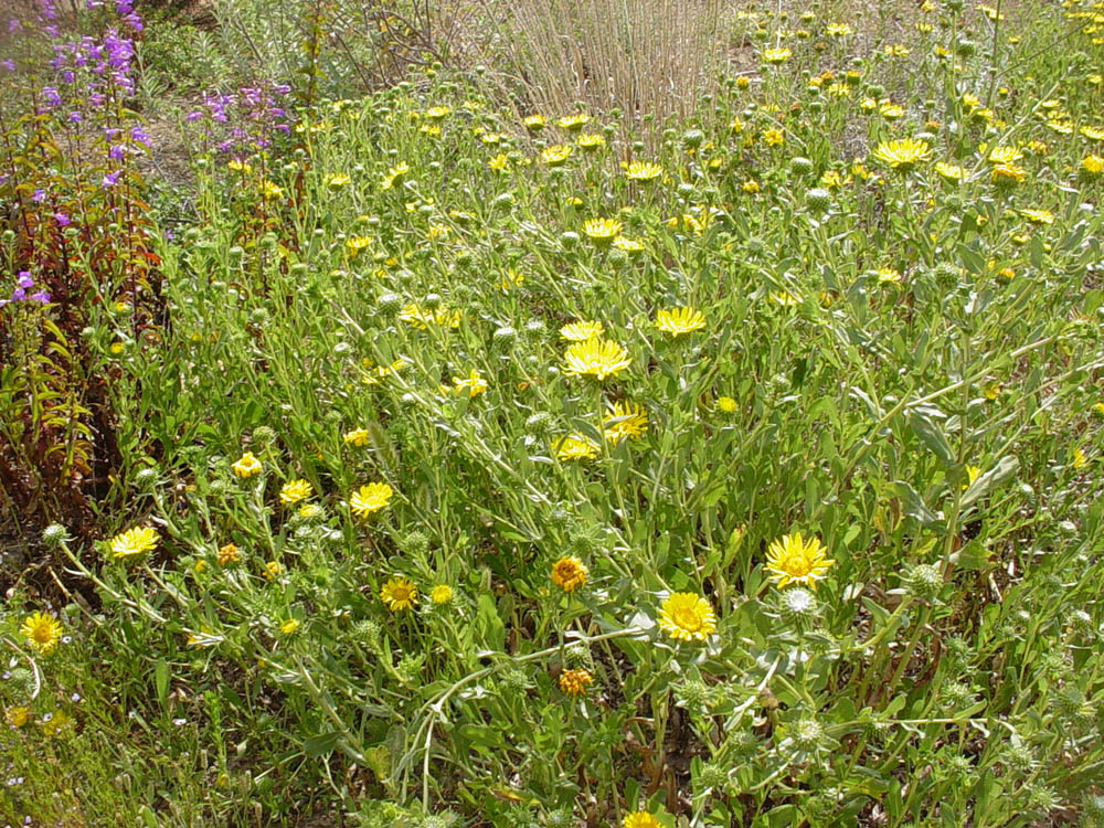 Mother Nature's Backyard - A Water-wise Garden: Plant of the Month ...
