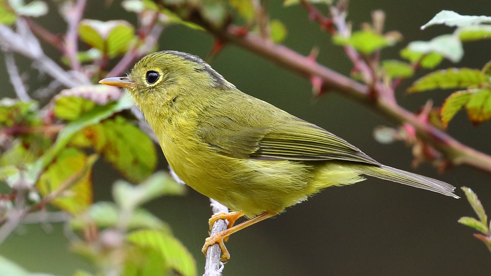 Birding ! Driving ! Soul-searching !: Warbler