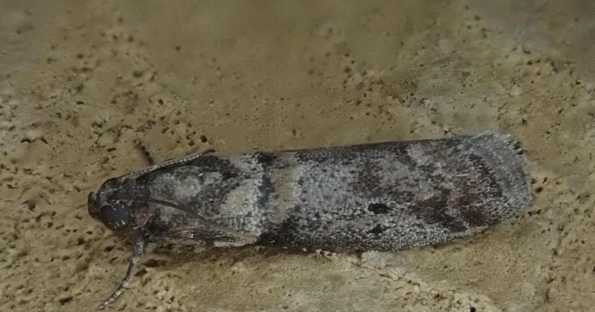 LEPIDOPTERA by Ed 2: Ephestia unicolorella