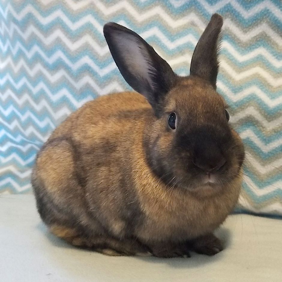 Cinnamon Rabbit Breed